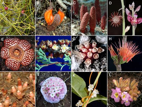 Parasitism Plant Examples