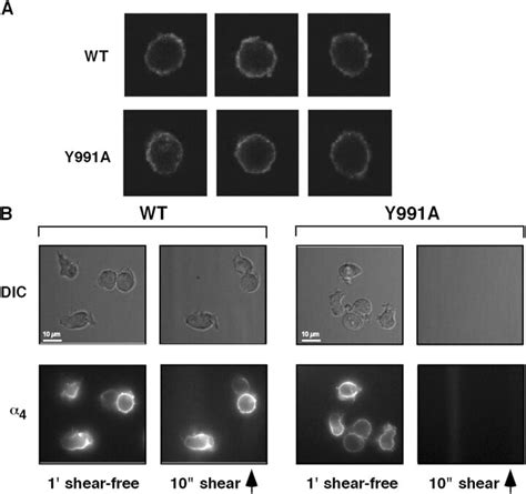 The α4y991aβ1 Mutant Distributes Normally Before And During Early