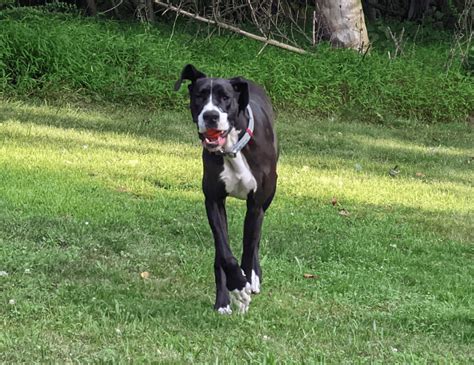 Twilight Stalking Her Ball Ball And Being A Goof Rgreatdanes