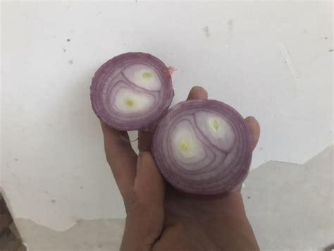 洋葱鳞片叶表皮细胞有液泡吗？解析与实验观察 一亩田
