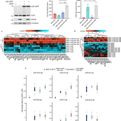 Lis1 Dosage Affects Gene Expression A Lis1 Colocalizes With Nanog And