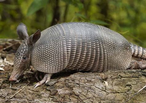 Discover 8 Smells That Armadillos Absolutely Hate And Keep Them Away