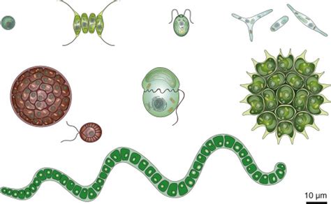 Microalgae Current Biology