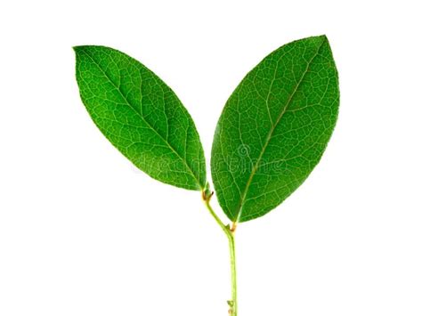 Leves stock photo. Image of isolated, white, nature, copy - 7817962