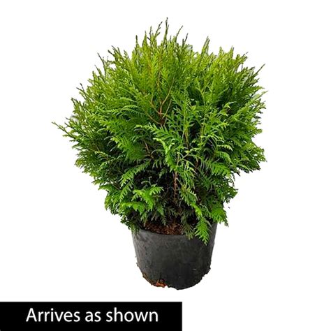 Spring Hill Nurseries Woodward Globe Arborvitae Foundationhedge Shrub