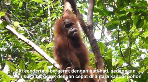 Siti Dan Sudin Dua Anak Orangutan Sumatera Sudah Terampil Hidup Di