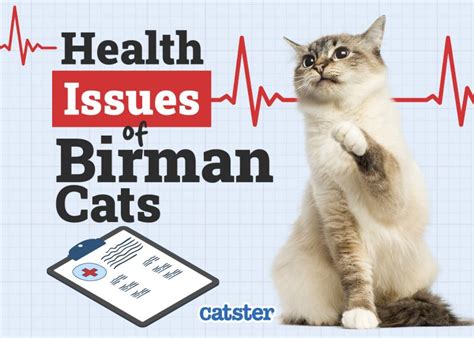 Why Are Cats Called Pussycats A Brief History Of The Term Catster