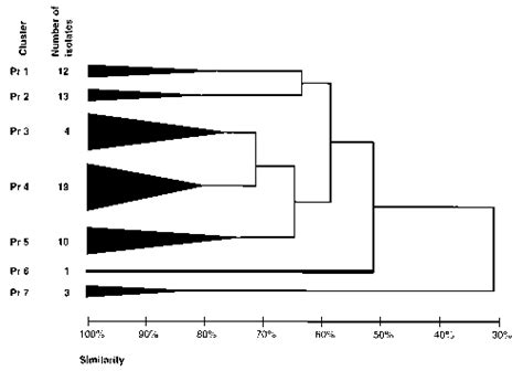 Dendrogram For Pcr Rflp Data Of 62 B Cereus Isolates Constructed From Download Scientific