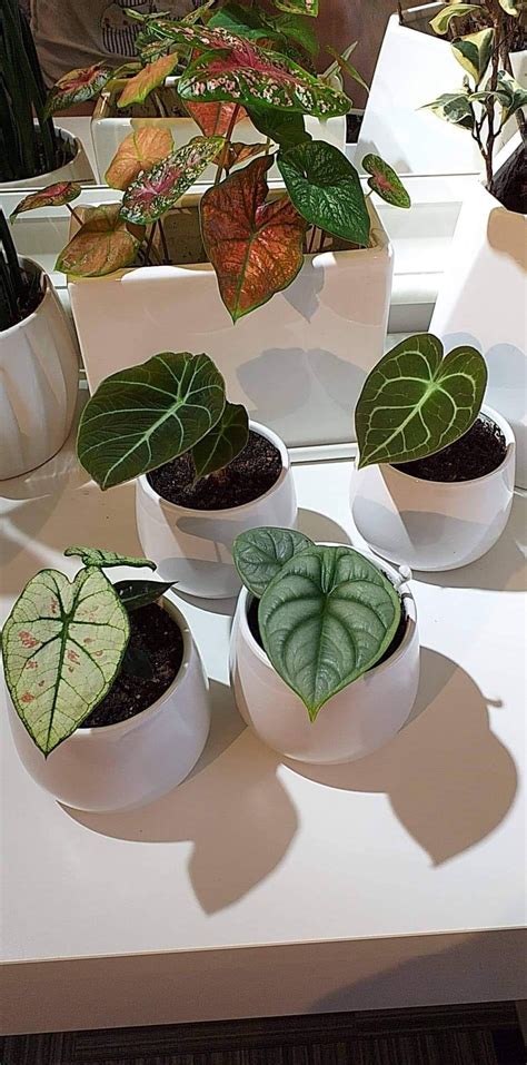 Цагаан ваартай цэцэг Цагаан ваартай цэцэг ургамал