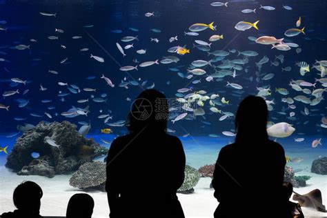 一个人在水族馆中欣赏一个高清图片下载 正版图片504418661 摄图网