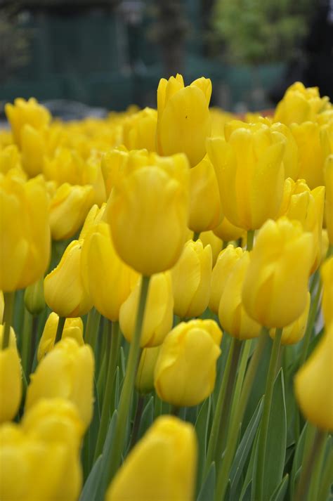 Keukenhof 개화 경치 계절 꽃 꽃 무늬 꽃 장식 꽃무늬 꽃이 만개한 꽃이 피는 꽃잎 노란 꽃 노란색 다년생 다채로운 들판 따뜻한 발아
