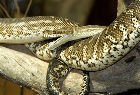Australian Python Stock Image Image Of Staring Serpant 11943023