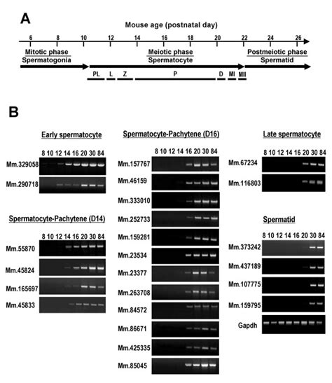 Developmental Expression Pattern Of The Genes During Spermatogenesis Download Scientific