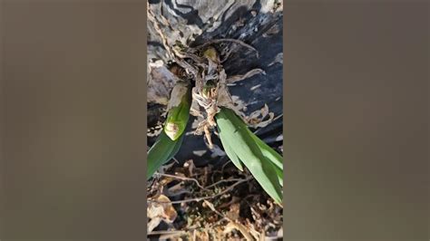 삼동파 토종대파 삼층파 종구 월동 후~~ Youtube