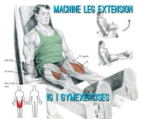 Leg Extension Muscles Worked