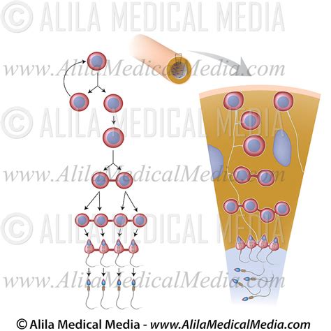 Spermatogenesis Diagram