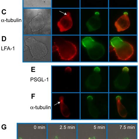 Gag Stably Localizes To The Uropod In Polarized T Cells Primary T