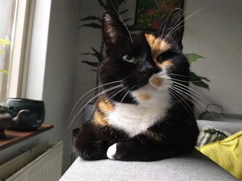 My boy Hei, he's polite when he wants to be : r/politecats