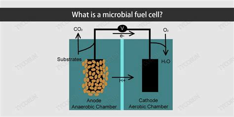 A Complete Introduction Of Microbial Fuel Cell