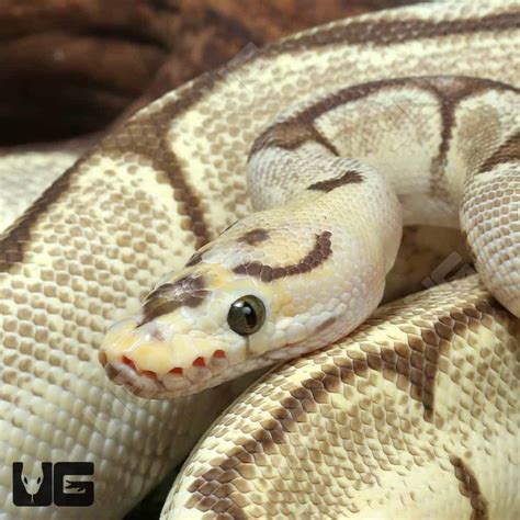 2018 Lavender Albino Spider Ball Python For Sale Underground Reptiles