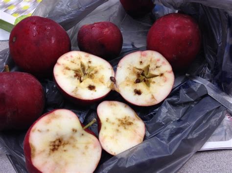 Apple Fruit Disease PlantDOC