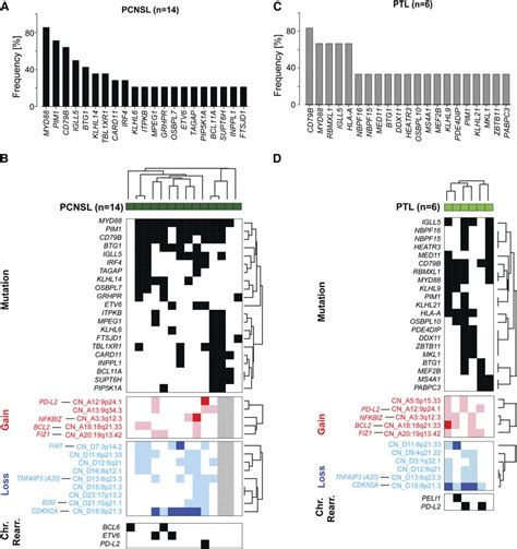 Somatic Mutations And Patterns Of Genetic Alterations In Pcnsl And Ptl