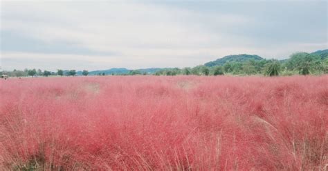 여주시 당남리섬에 핀 핑크뮬리