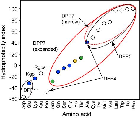 Expanded Substrate Specificity Supported By P And P Residues Enables Bacterial Dipeptidyl