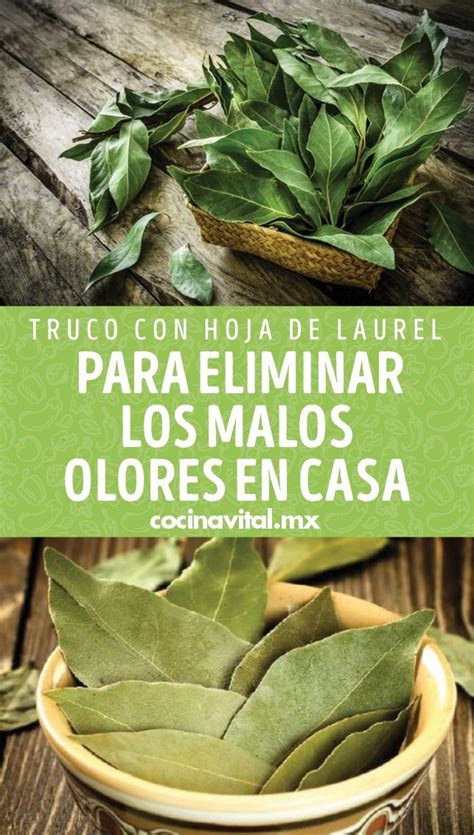 Truco Con Hoja De Laurel Para Eliminar Los Malos Olores En Casa