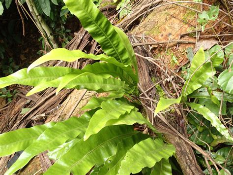 How To Grow Microsorum Punctatum Earthone