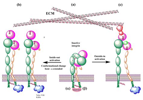Molecular Modeling Insights Into The Structure And Behavior Of