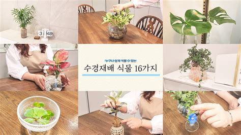 똥손도 가능한 수경재배 식물 16가지 누구나 쉽게 인테리어 하는 방법 Youtube