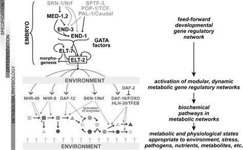 Integration Of A Developmental Gene Regulatory Network With Metabolic