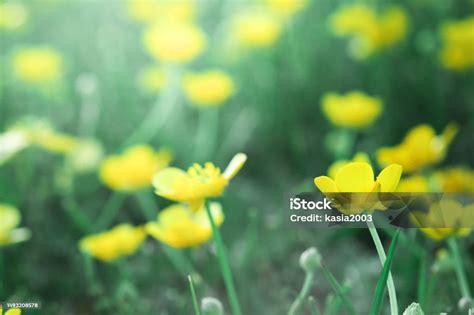 초원에 야생 노란색 꽃이 있는 꽃 여름 자연 풍경 부드러운 공기의 예술적 이미지 꽃 초원이 있는 아름다운 생태 자연 풍경 꿈의 자연 배경입니다 소프트 포커스