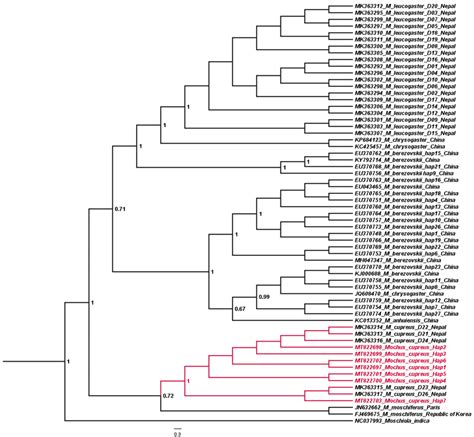 Bayesian Mcmc Consensus Tree Of Musk Deer Based On The Mtdna Control