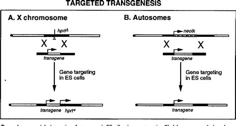 Figure 2 From Targeted Transgenesis Semantic Scholar