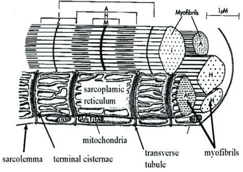 5 Representation Of The Sarcoplasmic Reticulum And The Tubular System