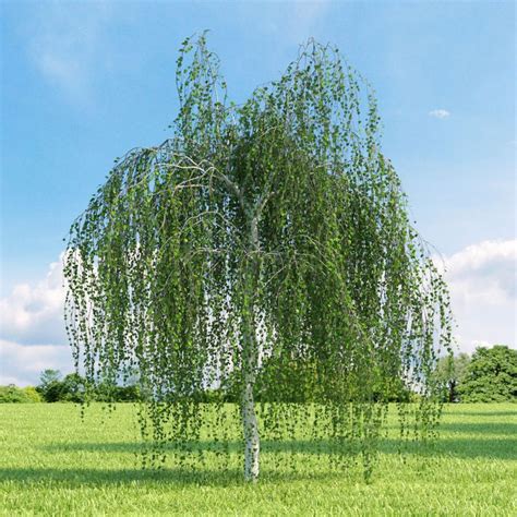 Graceful Weeping Birch Tree