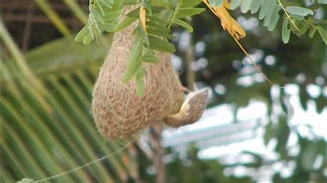 Baya Weaver වඩු කුරුල්ලා Ploceus Philippinus Youtube