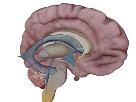 Qigong Breathing Exercises White Tiger Qigong