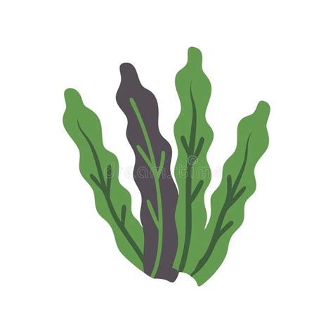 Kombu Seaweed Types Stock Illustration Illustration Of Wakame 321091781