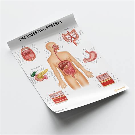 Human Digestive Anatomy Poster Digestive System Chart Anatomystuff