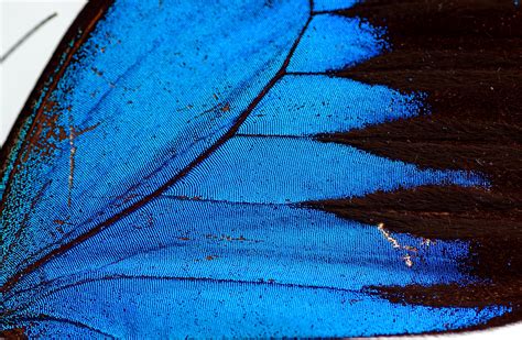 Up Close Butterfly Wings Australian Geographic
