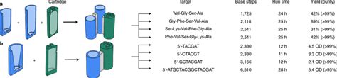 Schematic Representation Of The Oligopeptides And Oligonucleotides Download Scientific Diagram