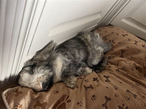 Emma Update Neglected Bun We Rescued Rrabbits