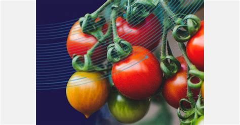 Importance Of Climate And Context Alongside Yield Prediction In Tomato Production
