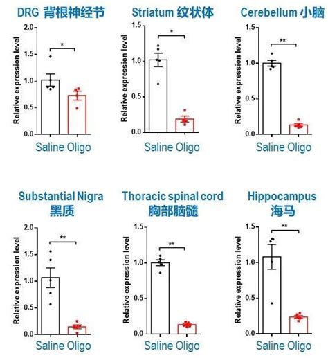 核酸类新分子临床前体内药理学 知乎
