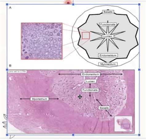 Lab Practical Flashcards Quizlet Lab Practical Flashcards Quizlet