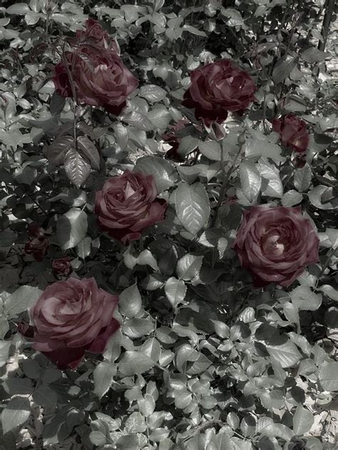 Pin On Batman Flowers Garden Rose