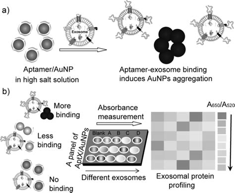 Aptamer Aunp Biosensor For Colorimetric Profiling Of Exosomal Proteins